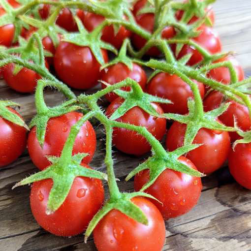 Pugovka Mini Dwarf Tomato-Meraki Seeds
