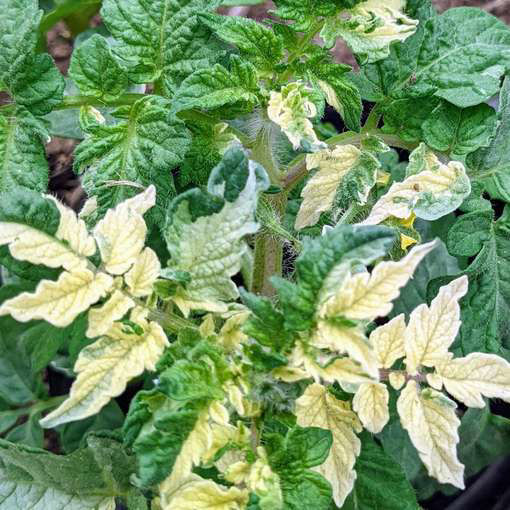 Flashy Ace Dwarf Tomato Project-Meraki Seeds