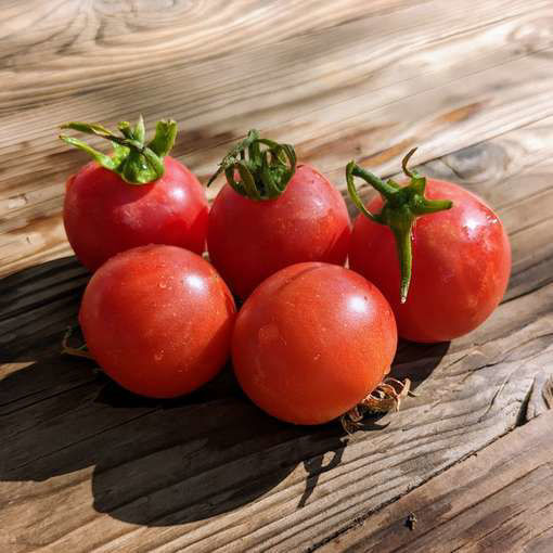 Flashy Ace Dwarf Tomato Project-Meraki Seeds