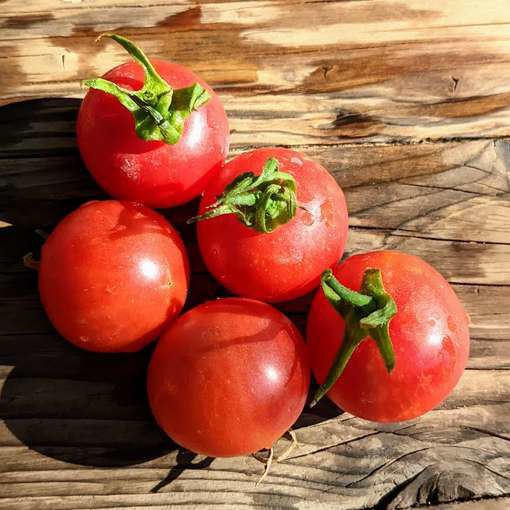 Flashy Ace Dwarf Tomato Project-Meraki Seeds