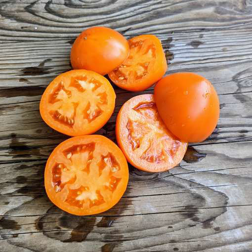 Golden Dwarf Champion NOT Dwarf Tomato-Meraki Seeds
