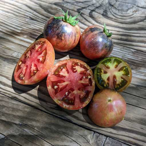 Gondwana Lava Dwarf Tomato-Meraki Seeds