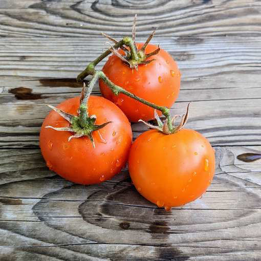 Golden Dwarf Champion NOT Dwarf Tomato-Meraki Seeds