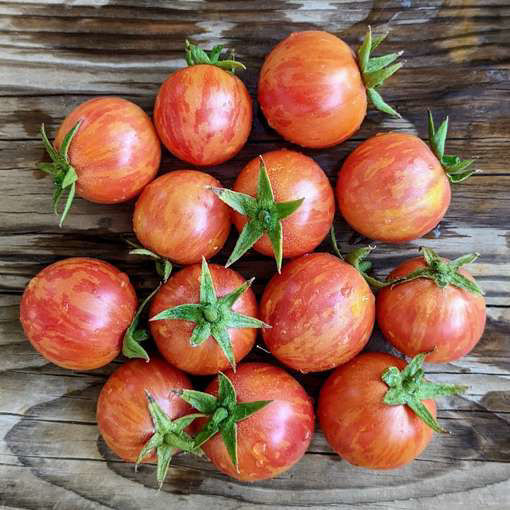 Raspberry Beret Dwarf Tomato-Meraki Seeds