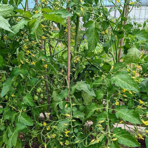 Red Dwarf Romanian Cherry Tomato-Meraki Seeds