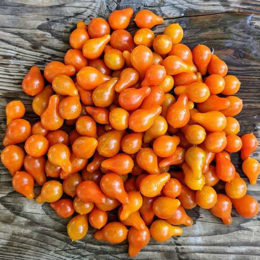 Red Dwarf Romanian Cherry Tomato-Meraki Seeds