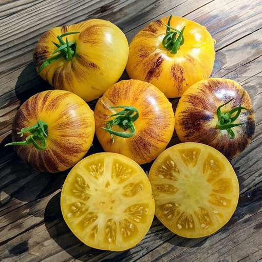 Rebel Starfighter Kayleigh Anne Tomato-Meraki Seeds