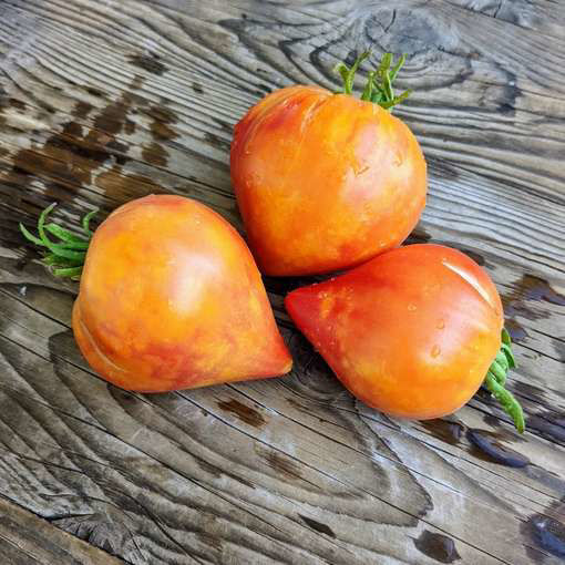 Midnight Sun Beefsteak Tomato-Meraki Seeds