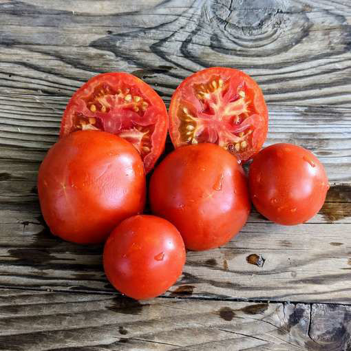 Tamina Tomato-Meraki Seeds