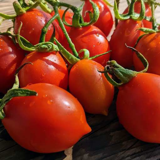 Kenneths Piennolo Longkeeper Tomato-Meraki Seeds