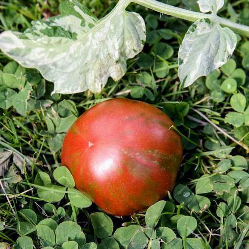 Sandy Stripes Dwarf Tomato Project-Meraki Seeds