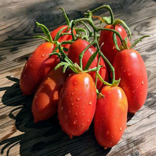 Pink Icicle Paste Tomato-Meraki Seeds