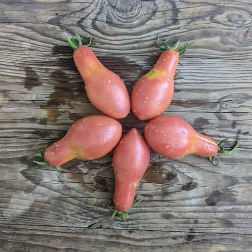 Sibirsky Khottabych Paste Tomato-Meraki Seeds