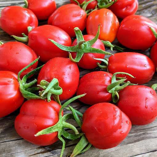 Aosta Valley Select Longkeeper Tomato-Meraki Seeds