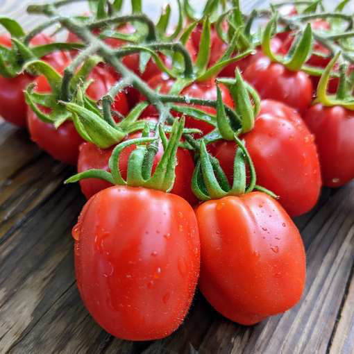 Aosta Valley Select Longkeeper Tomato-Meraki Seeds