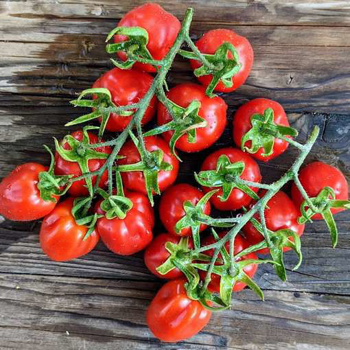 Aosta Valley Select Longkeeper Tomato-Meraki Seeds