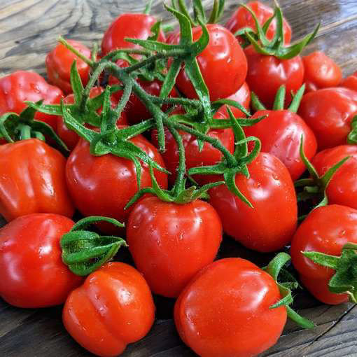 Aosta Valley Select Longkeeper Tomato-Meraki Seeds