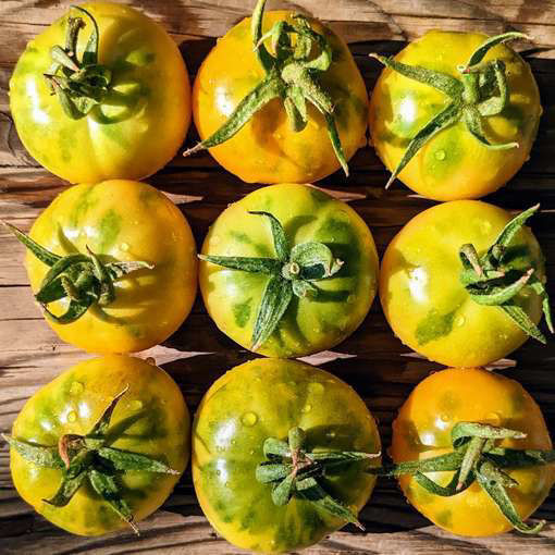 Golden Treasure Longkeeper Tomato-Meraki Seeds