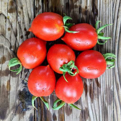Professor Klapprott´s Spitze Longkeeper Tomato-Meraki Seeds