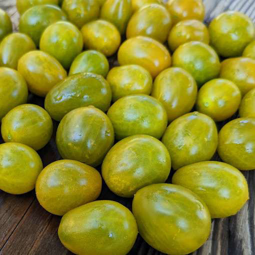 Amber Keyes Multi Flora Tomato-Meraki Seeds