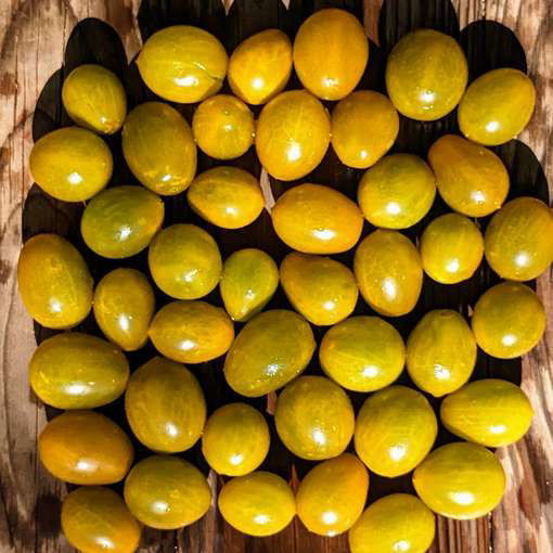 Amber Keyes Multi Flora Tomato-Meraki Seeds
