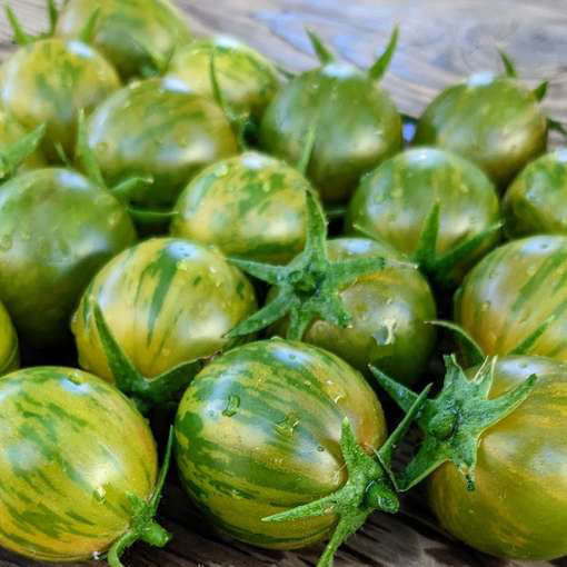 Artisan Green Bumblebee Cherry Tomato-Meraki Seeds