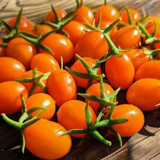 Golden Eye Cherry Tomato-Meraki Seeds