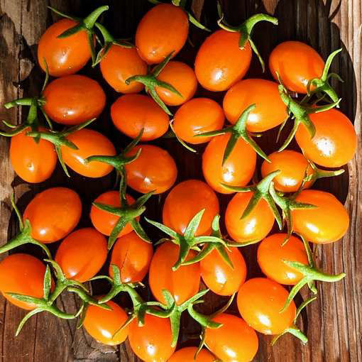 Golden Eye Cherry Tomato-Meraki Seeds