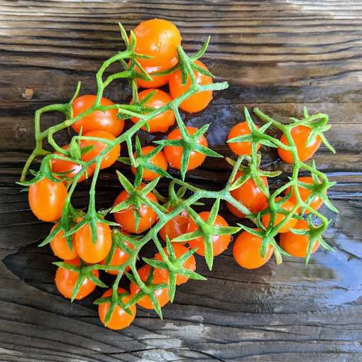 Golden Eye Cherry Tomato-Meraki Seeds