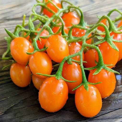 Golden Eye Cherry Tomato-Meraki Seeds