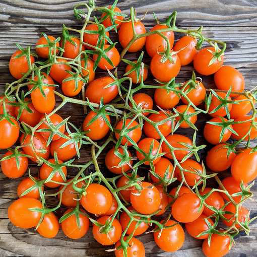 Golden Grape Cherry Tomato-Meraki Seeds