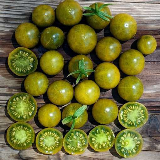 Pocket Star Cherry Cherry Tomato-Meraki Seeds