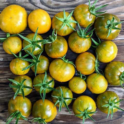 Green Brandy Cherry Tomato-Meraki Seeds