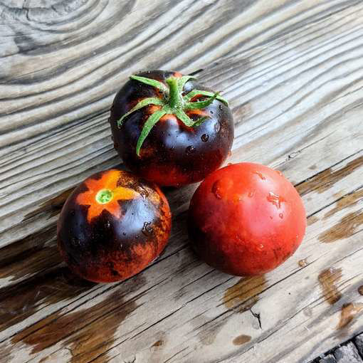 Alki Blue Blood Cherry Tomato-Meraki Seeds