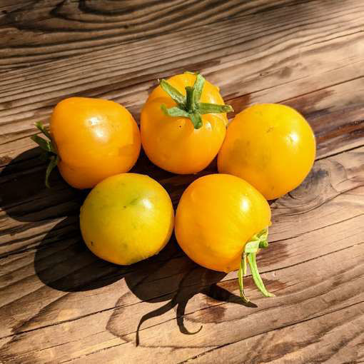 Butter Apple Tomato-Meraki Seeds