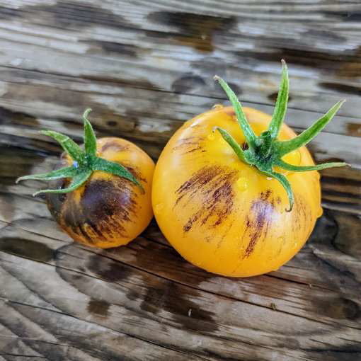 Chocolate Marmalade Tomato-Meraki Seeds