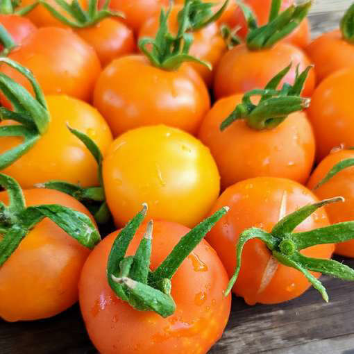 Petit Ananas Tomato-Meraki Seeds