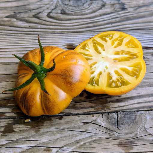 Wolverine Beefsteak Tomato-Meraki Seeds