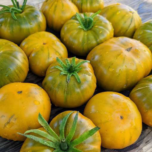 Irish Liqueur Tomato-Meraki Seeds