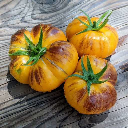 Purple Sunrise Tomato-Meraki Seeds