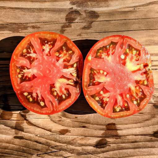 Red Ocean Tomato-Meraki Seeds