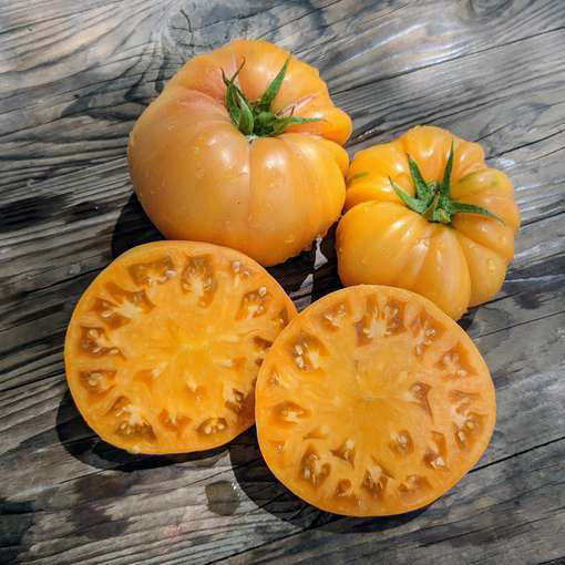 Artisan Orange Jazz Beefsteak Tomato-Meraki Seeds