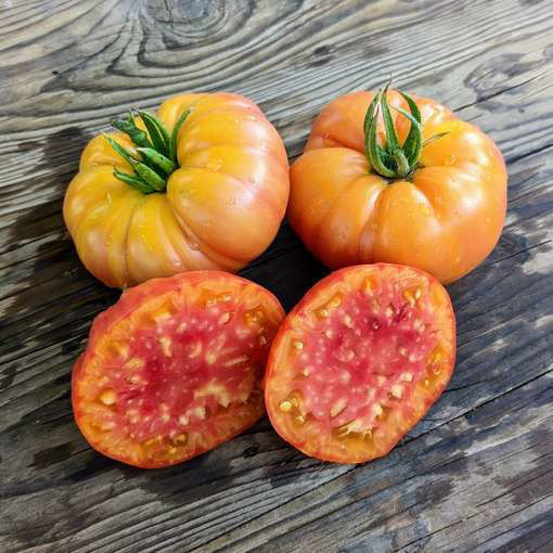 Burracker’s Favorite Beefsteak Tomato-Meraki Seeds