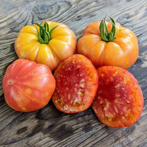 Burracker’s Favorite Beefsteak Tomato-Meraki Seeds