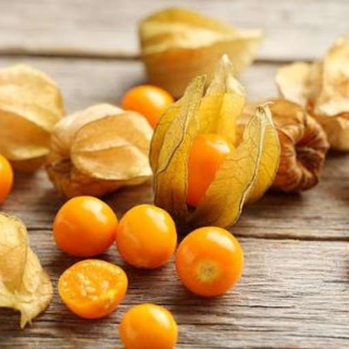 Dulceria Physalis-Meraki Seeds
