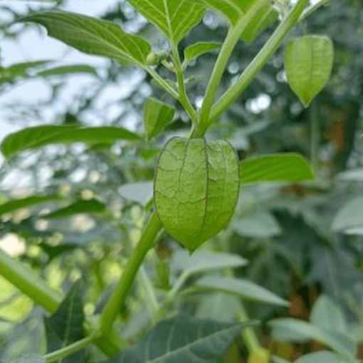 Dulceria Physalis-Meraki Seeds