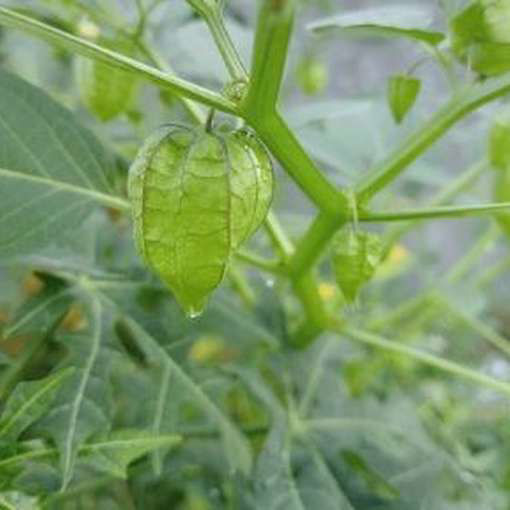 Dulceria Physalis-Meraki Seeds