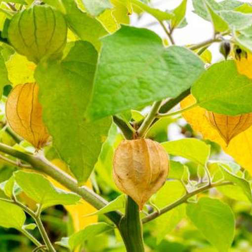 Tropicana Physalis-Meraki Seeds