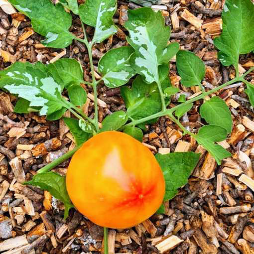 Variegated Dragon Tomato-Meraki Seeds
