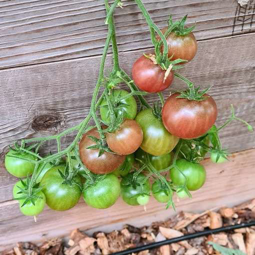 Cherry Brandywine Cherry Tomato-Meraki Seeds